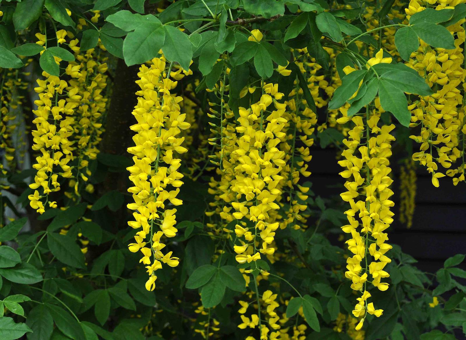 Gallery - Laburnum xwatereri (golden chain tree) (i) - Flora of ...