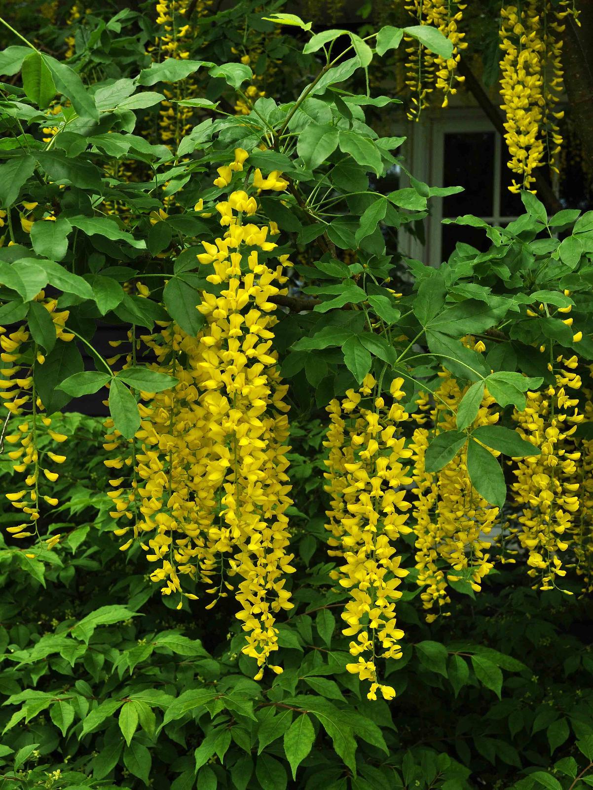 Gallery - Laburnum xwatereri (golden chain tree) (i) - Flora of ...