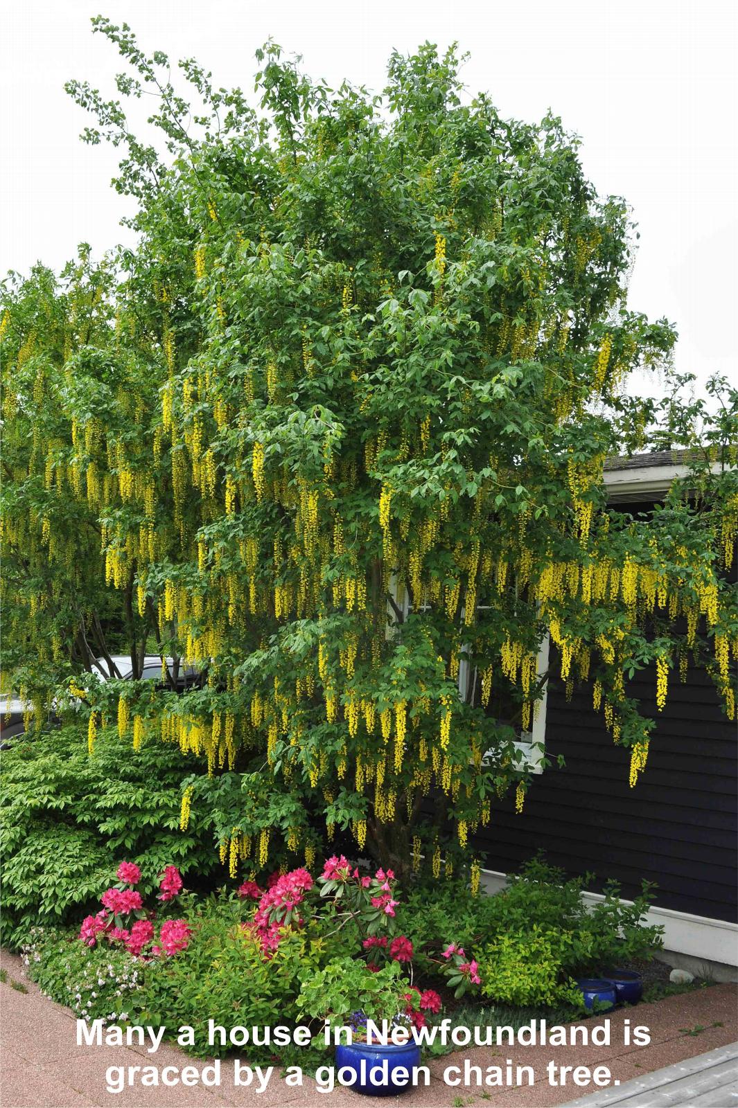 Gallery - Laburnum xwatereri (golden chain tree) (i) - Flora of ...