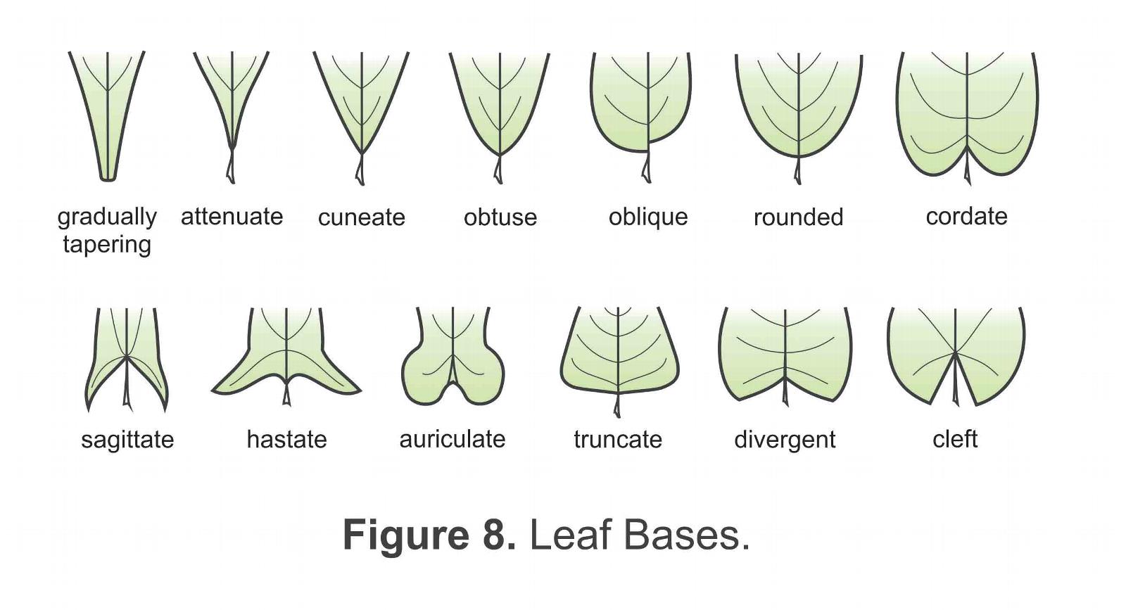 Illustrated Glossary Of Leaves INaturalist NZ