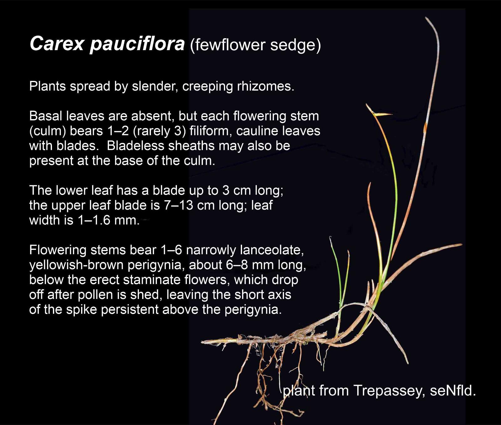 carex pauciflora
