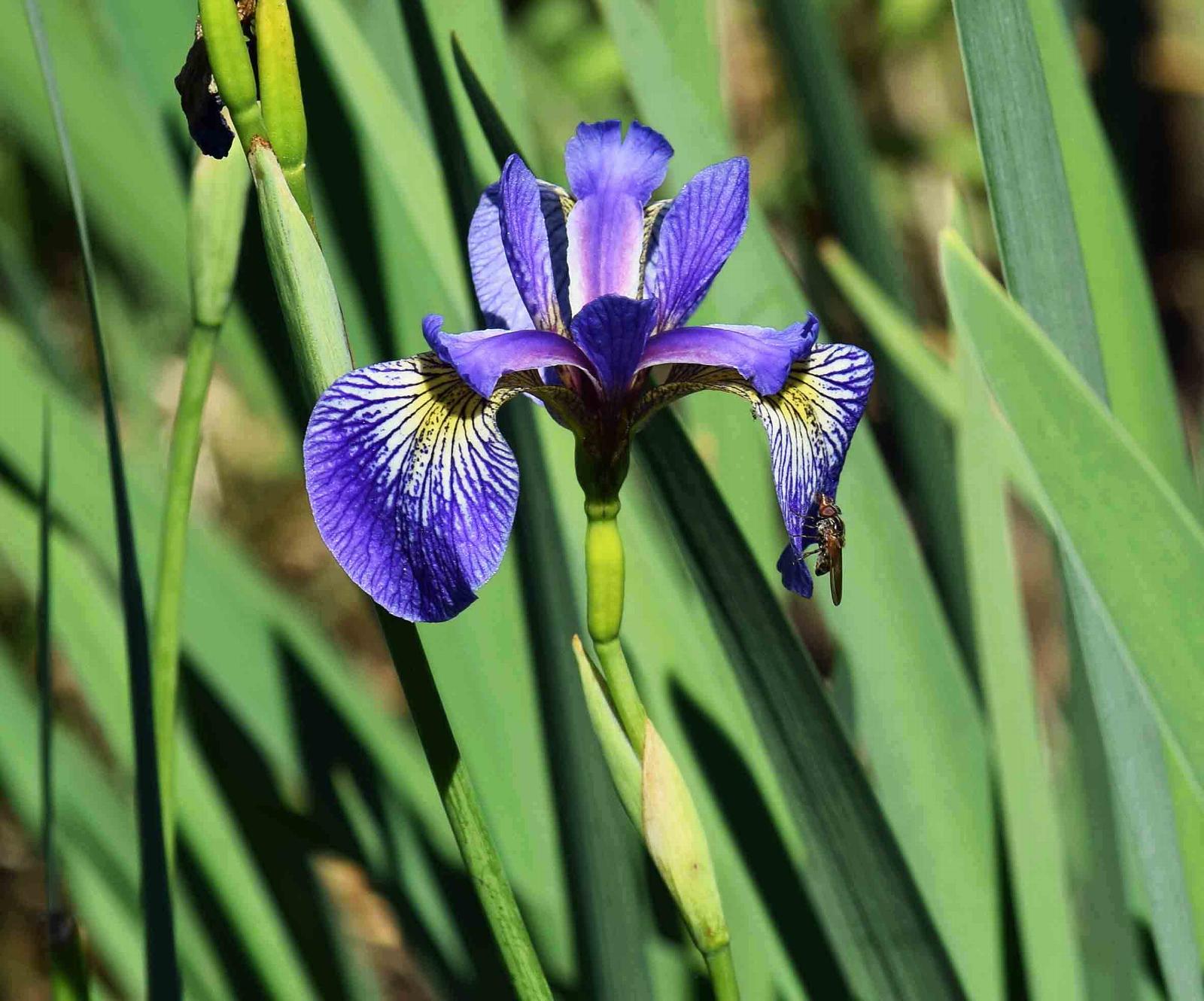 Gallery - Iris versicolor (blueflag) - Flora of Newfoundland and Labrador