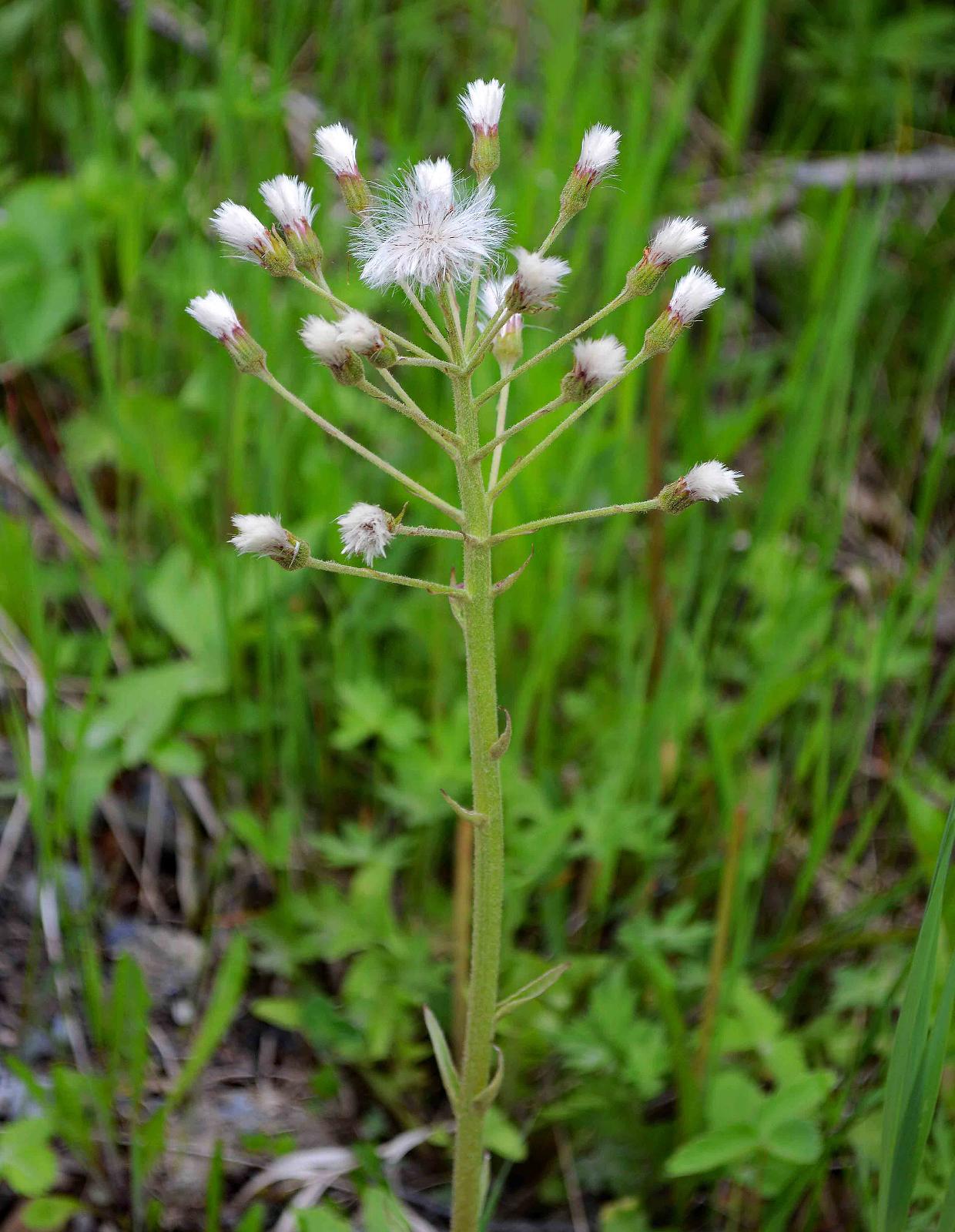 Gallery - Petasites frigidus var. palmatus (palmate sweet coltsfoot ...