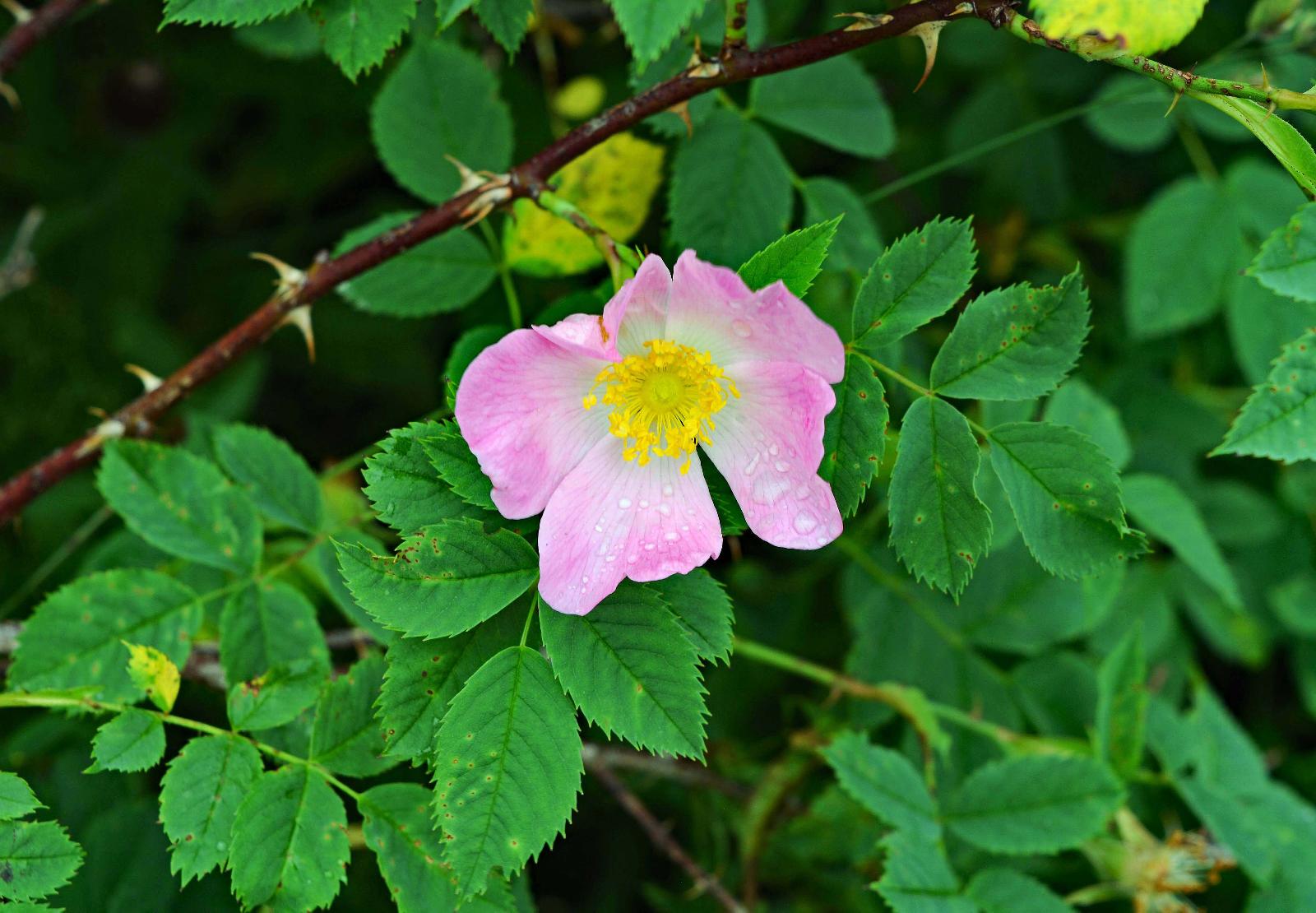Gallery - Rosa canina (dog rose) (i) - Flora of Newfoundland and Labrador
