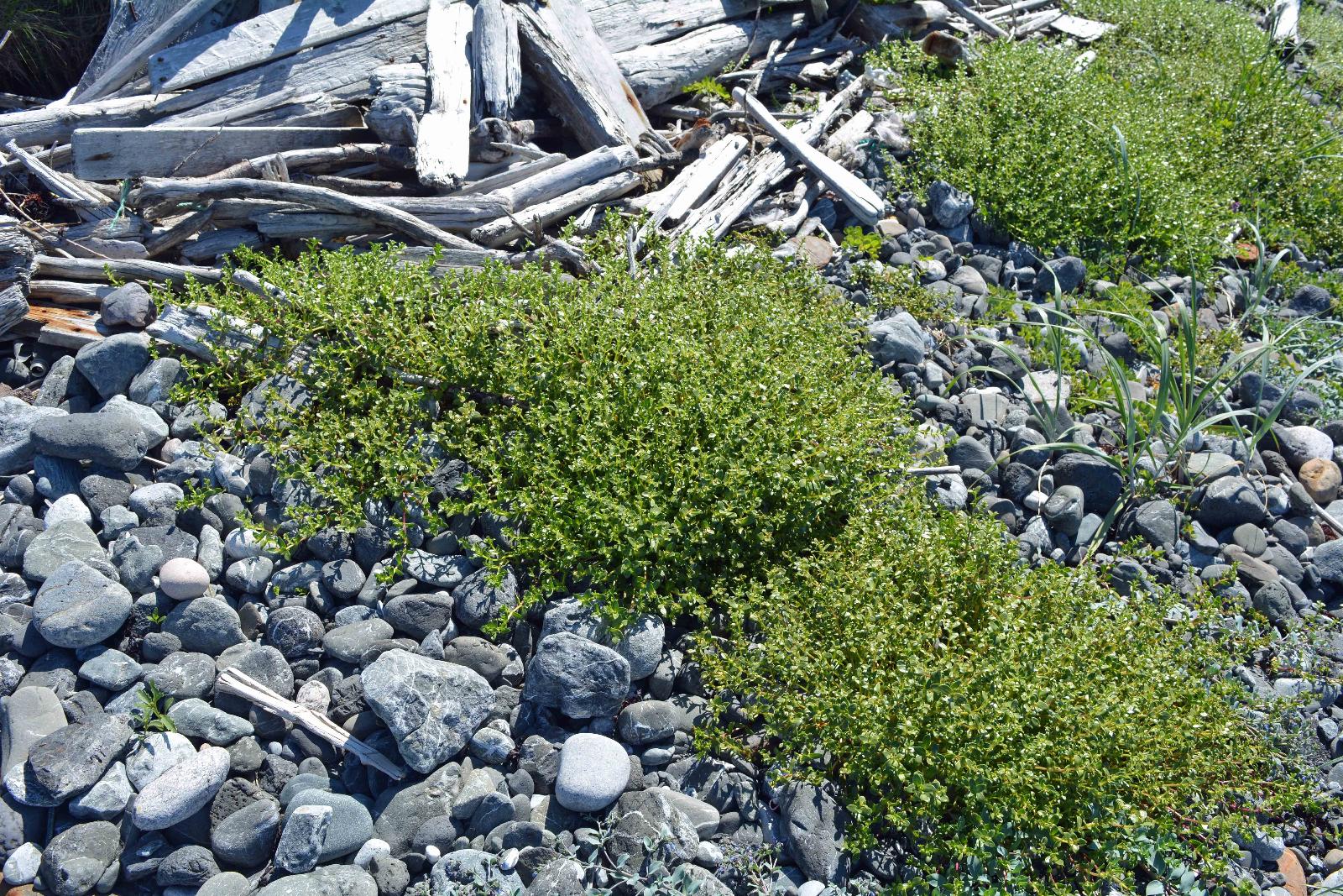 Gallery - Honckenya peploides (seabeach sandwort) - Flora of ...